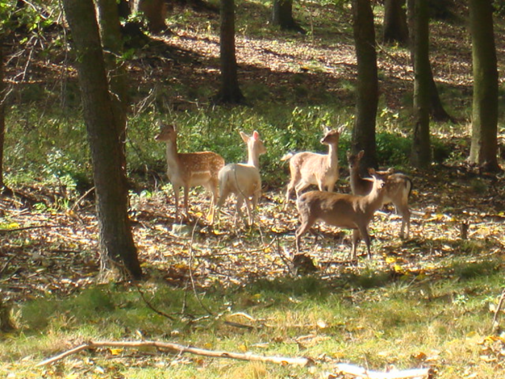 Park Przygód i Atrakcji Wilkowice - Śląskie. Przyroda!